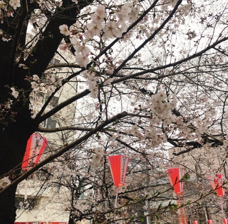 中目黒桜祭り: 日常ブログ