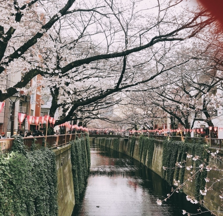 中目黒桜祭り: 日常ブログ